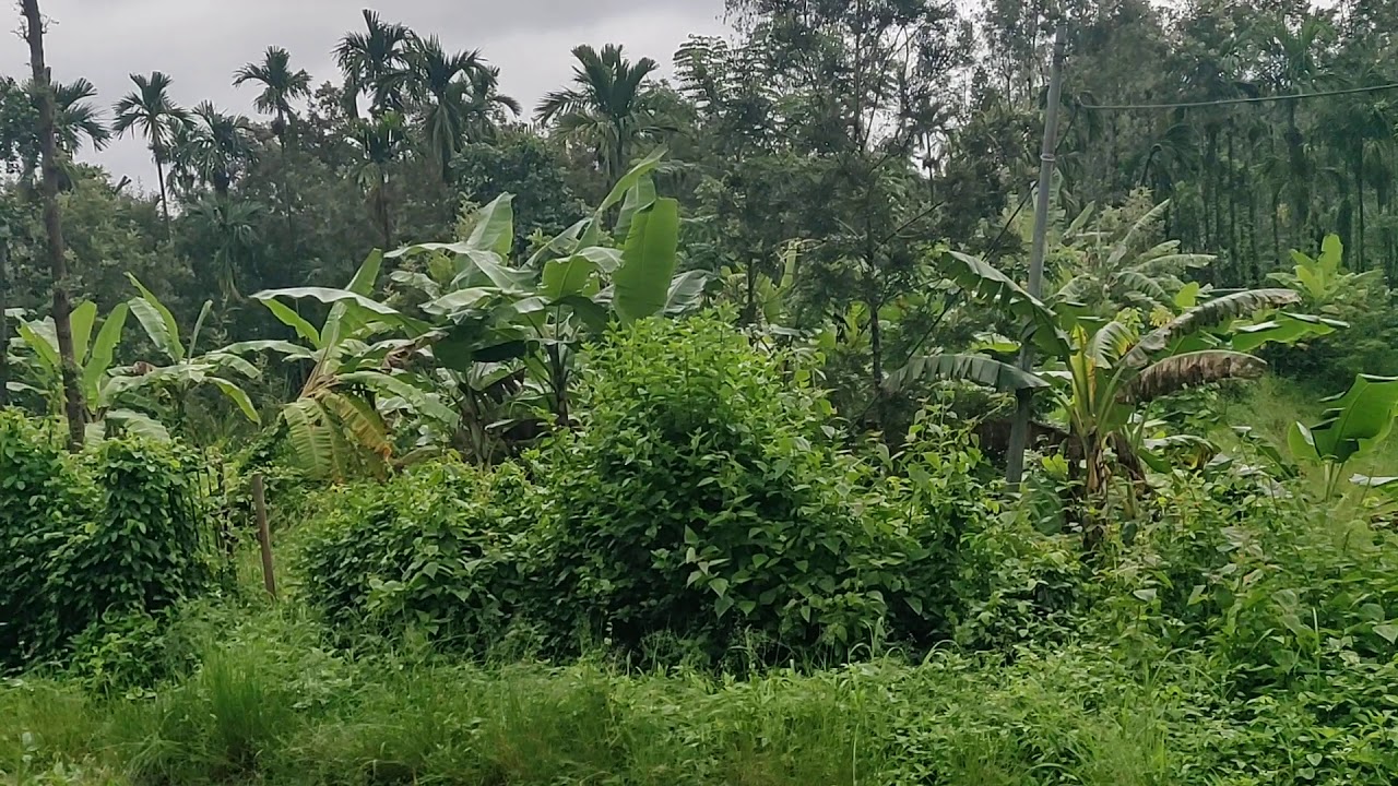Gonikoppal , Karnataka - YouTube