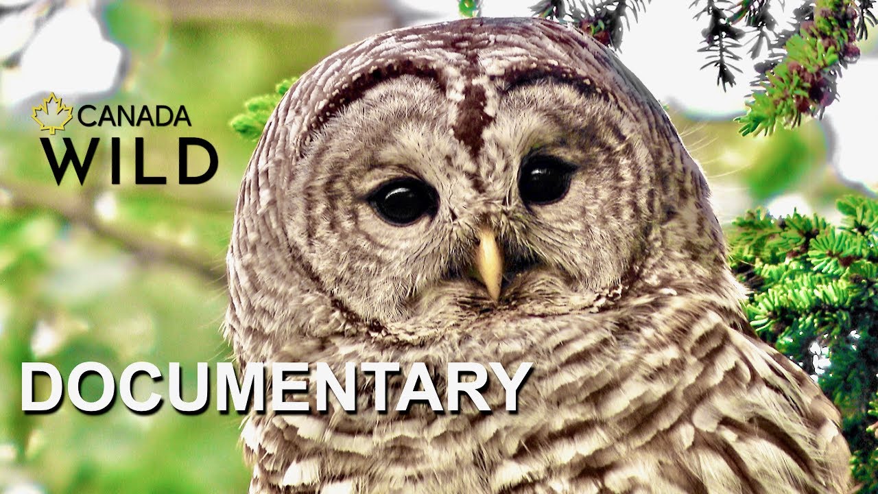 Haunt of the Barred Owl | Wildlife Documentary | Savvy Owls of the ...