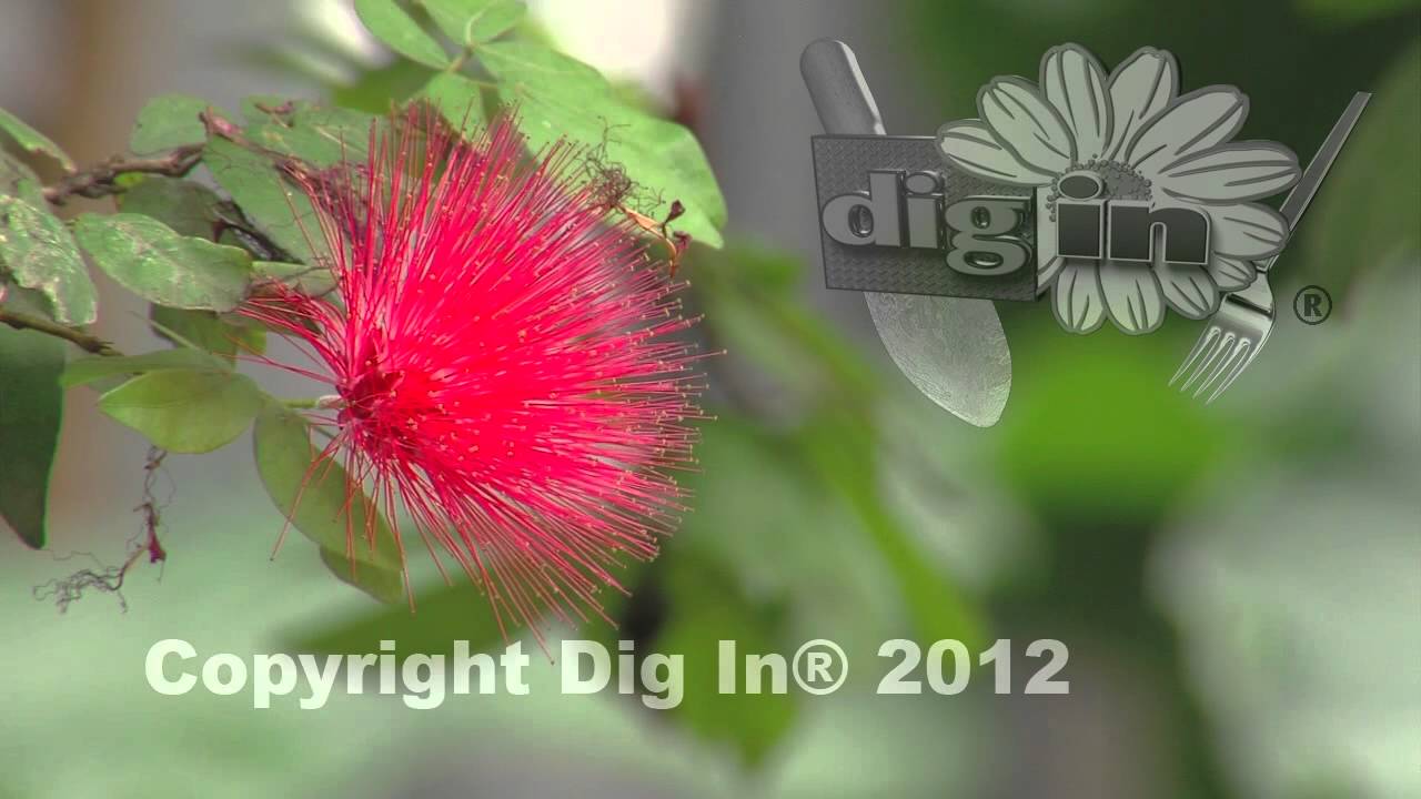 Close Up Shot Of a Red Spiky Flower - YouTube