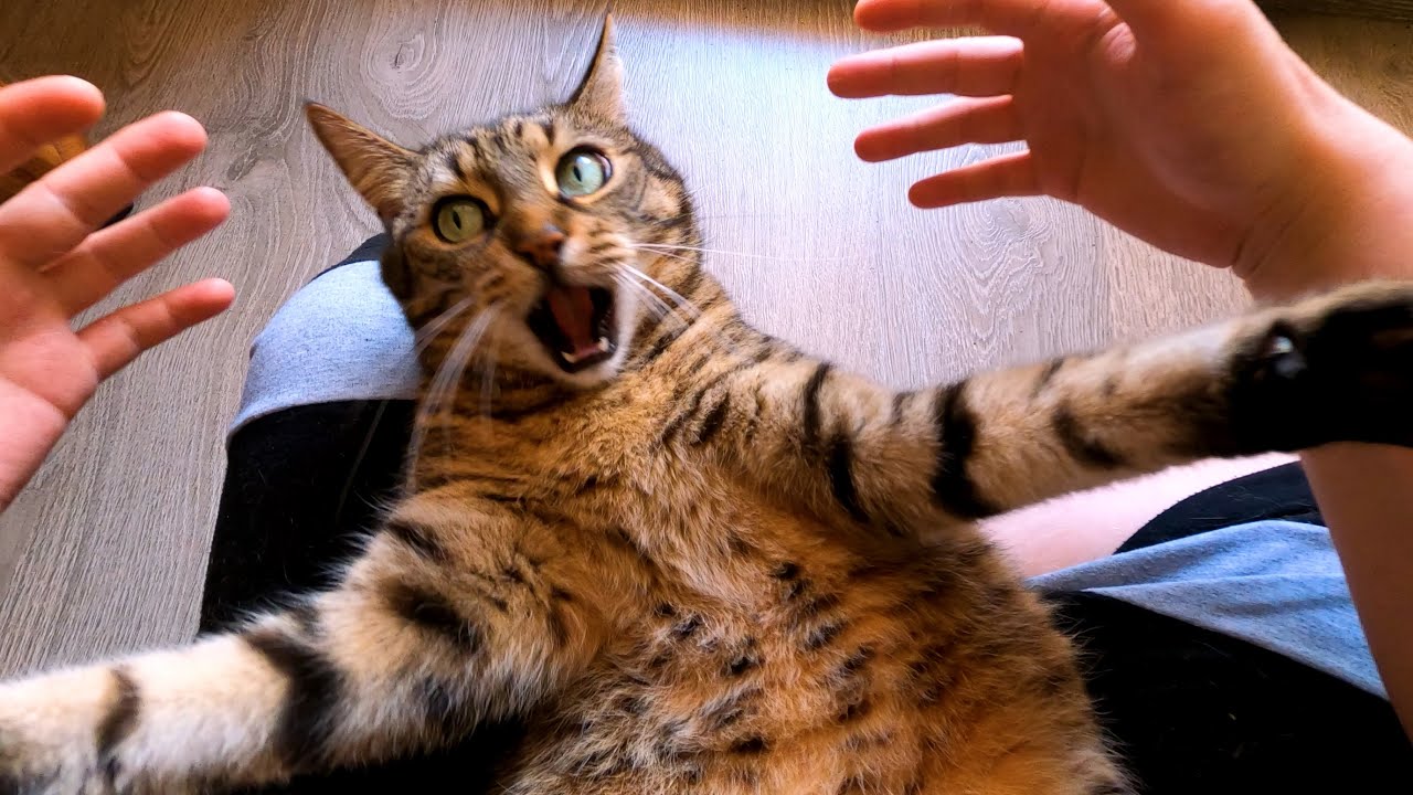 Cat Belly Trap from First Person View - YouTube