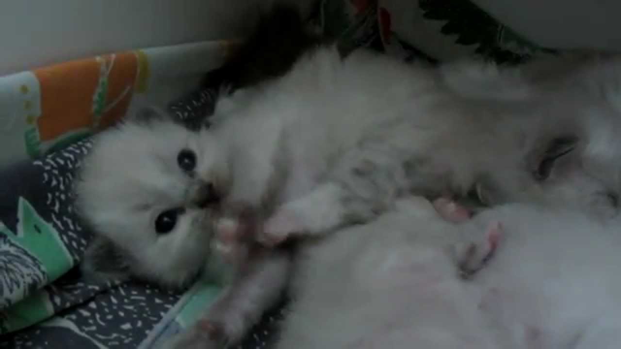 Baby kitten is bored - YouTube
