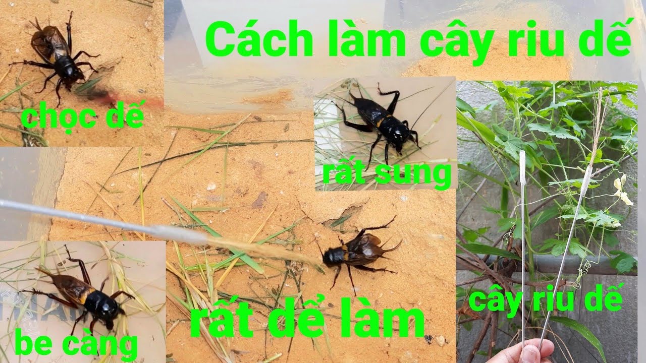 Hướng dẩn cách làm cây riu dế đá rất dể làm ( làm cho dế đá sung ...