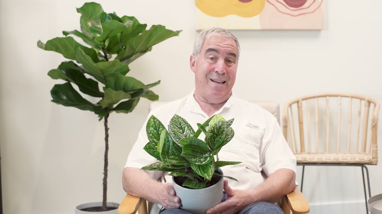 Plant Hunter Stories - Monstera sp. Peru (Green Galaxy Monstera ...