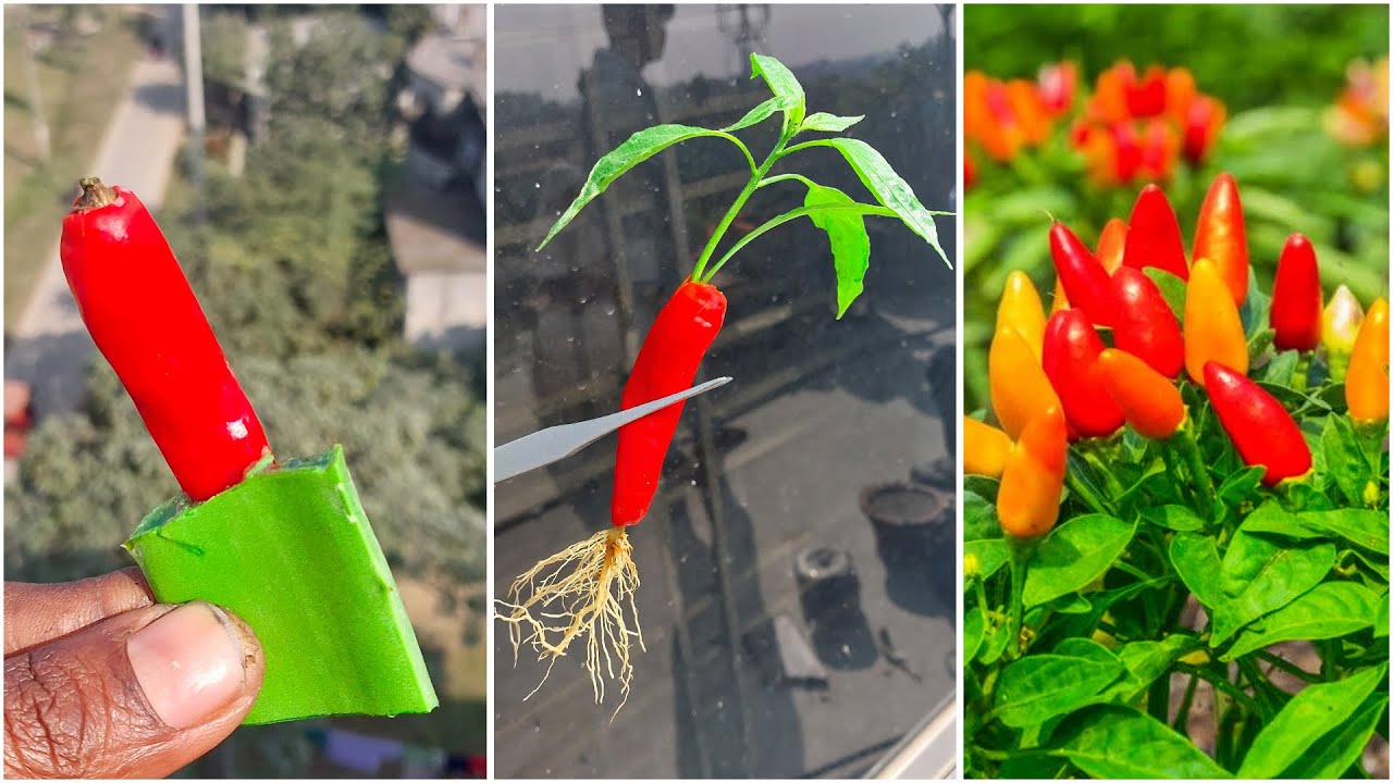 Amazing idea for chili plant at home from chili || Best method for ...