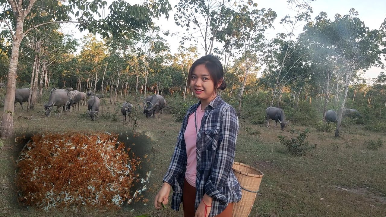 We make Delicious and medicinal ant salad for family🐜🐜🌿☘️🥙 - YouTube