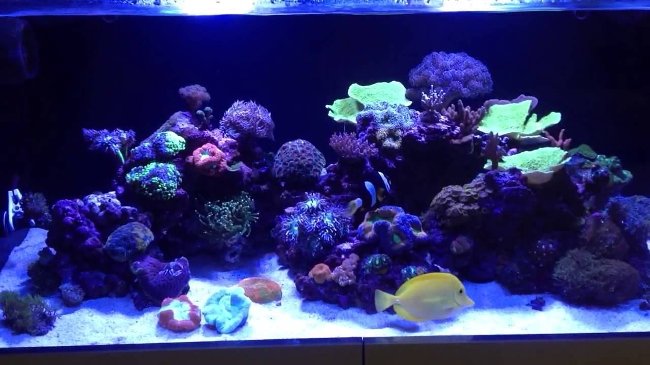 Shallow reef tank jan 2015 - YouTube