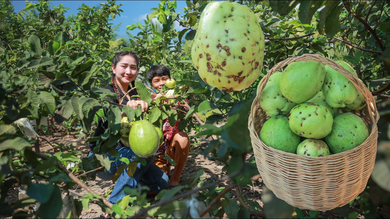 Pick fresh guava fruit - Guava chili salt - My favorite guava chili ...