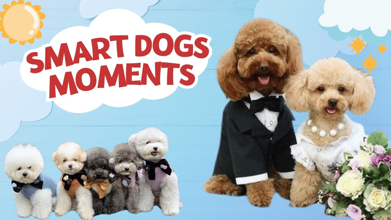 Clever Dogs: Smart dogs saving their owners go viral online in 2025 ...