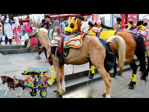 Lagu Bintang Kecil Dilangit Yang Biru, Kuda Kuningan, Kuda Delman Kotu, Naik Delman, Kuda, Delman