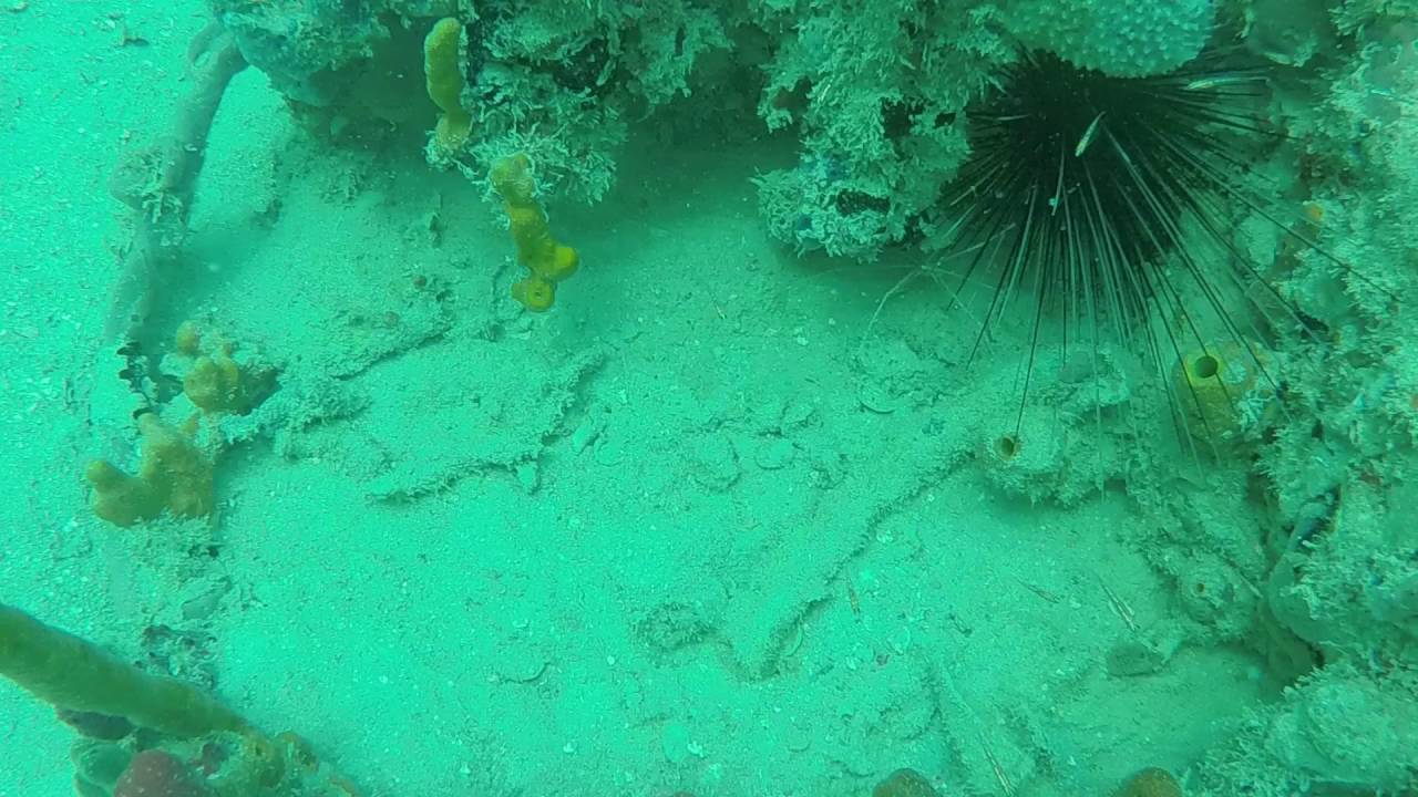 Visiting the sea orchid - YouTube