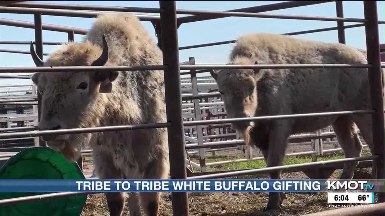 ‘A snapshot of history’: Turtle Mountain Band of Chippewa gifts white ...