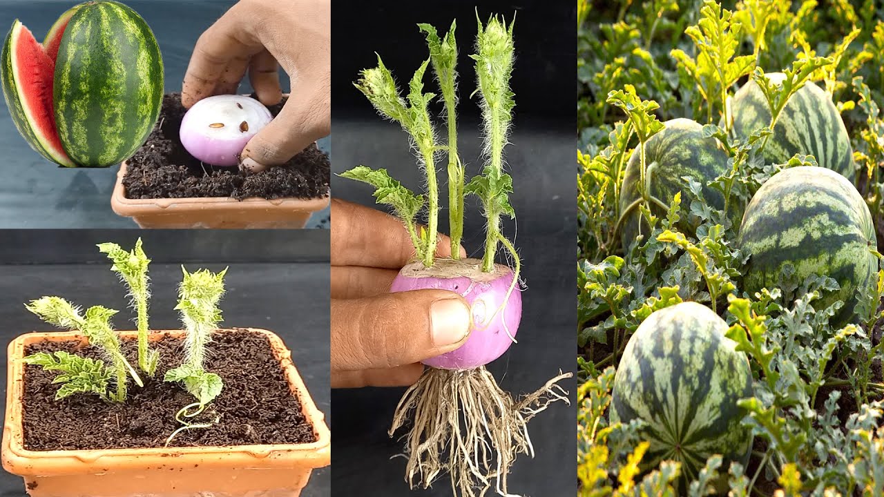 Growing Watermelon at Home is Easy, Big and Sweet if You Know This ...