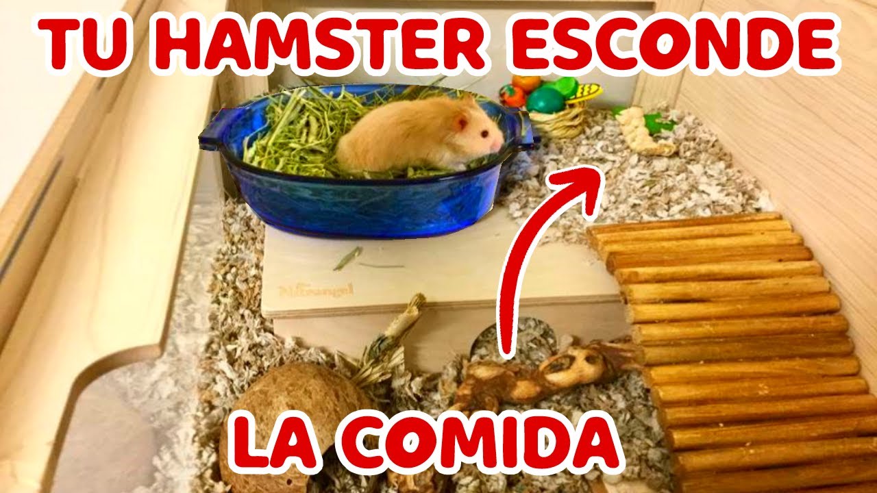 🐹🤔 ¿Por que mi HAMSTER ESCONDE SU COMIDA ? - YouTube