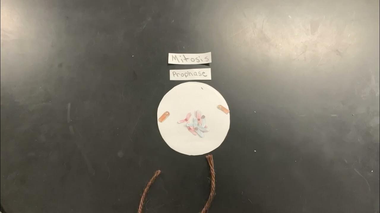 Mitosis Stop Motion AP Bio - YouTube