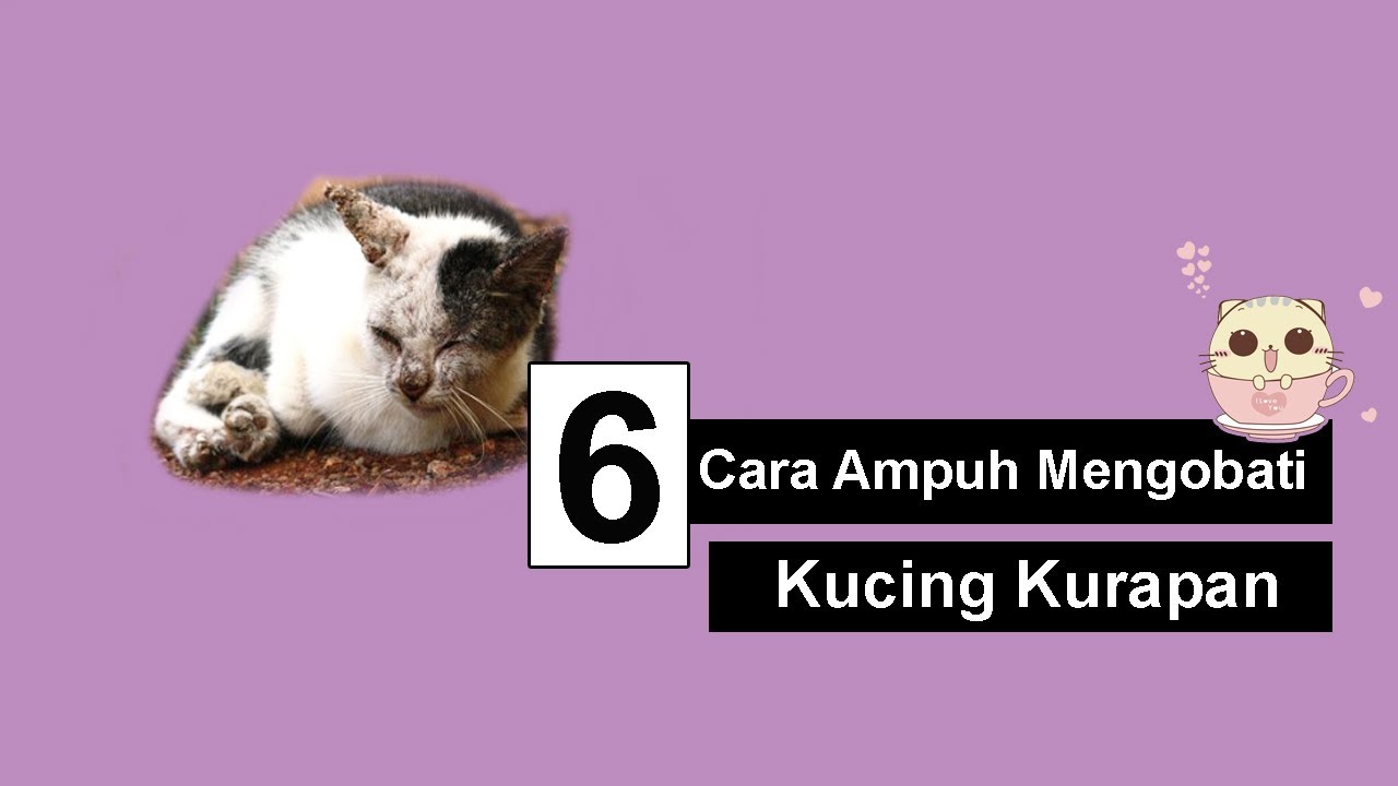 WwOwW....Inilah 6 Cara Ampuh Mengobati Kucing Kurapan l Wajib Tahu Sob ...