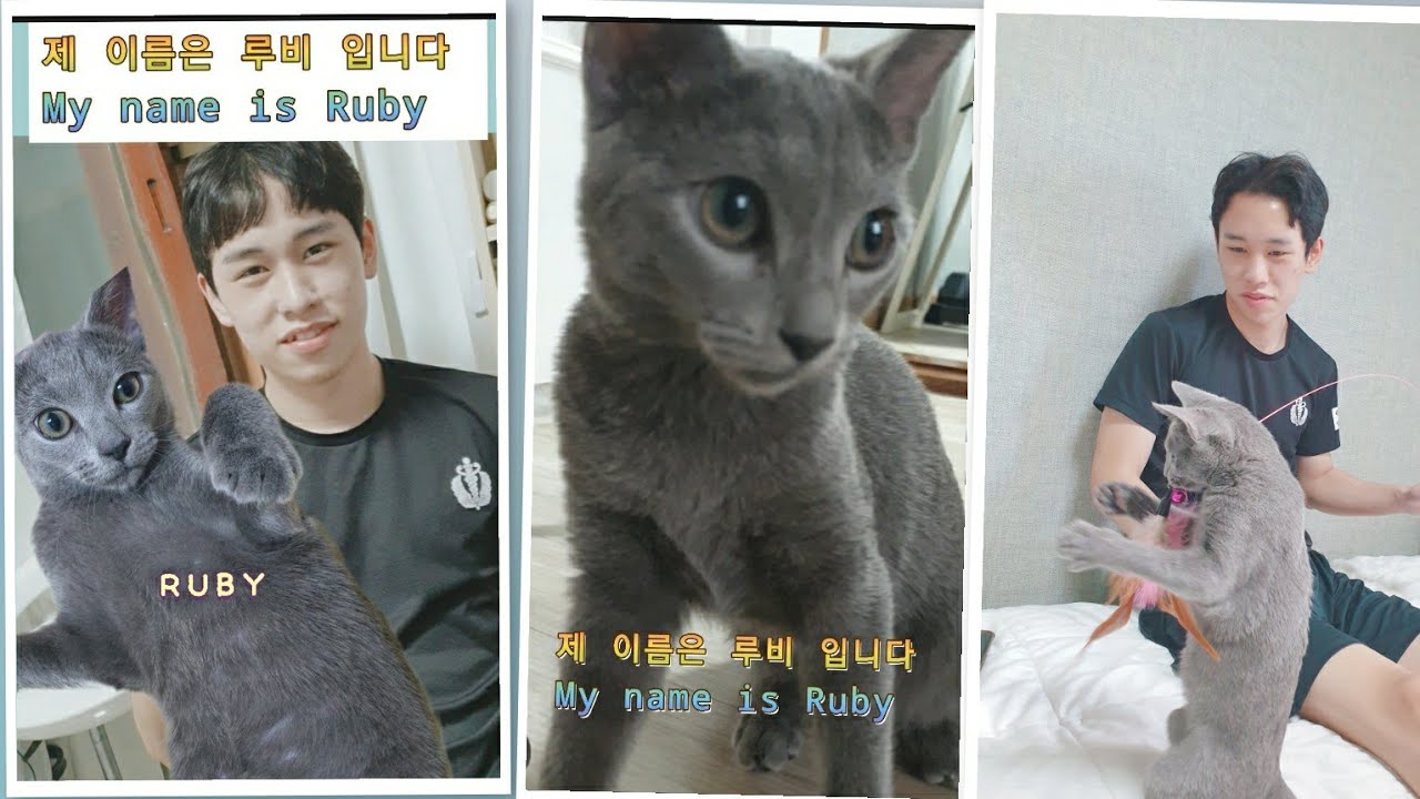 Welcome to my family,new cat "Ruby 루비" #russianbluecat #cute #amazing ...