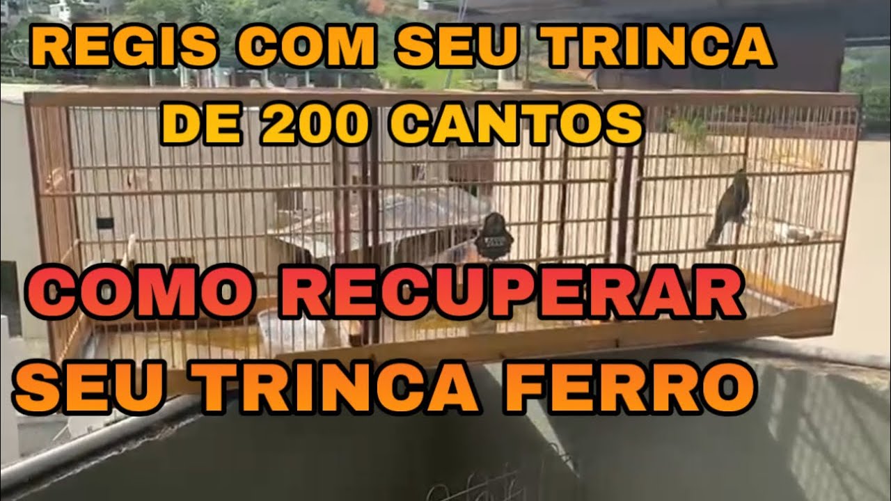 REGIS DONO DO TRINCA FERRO XINGU ENSINANDO COMO RECUPERAR UM TRINCA ...