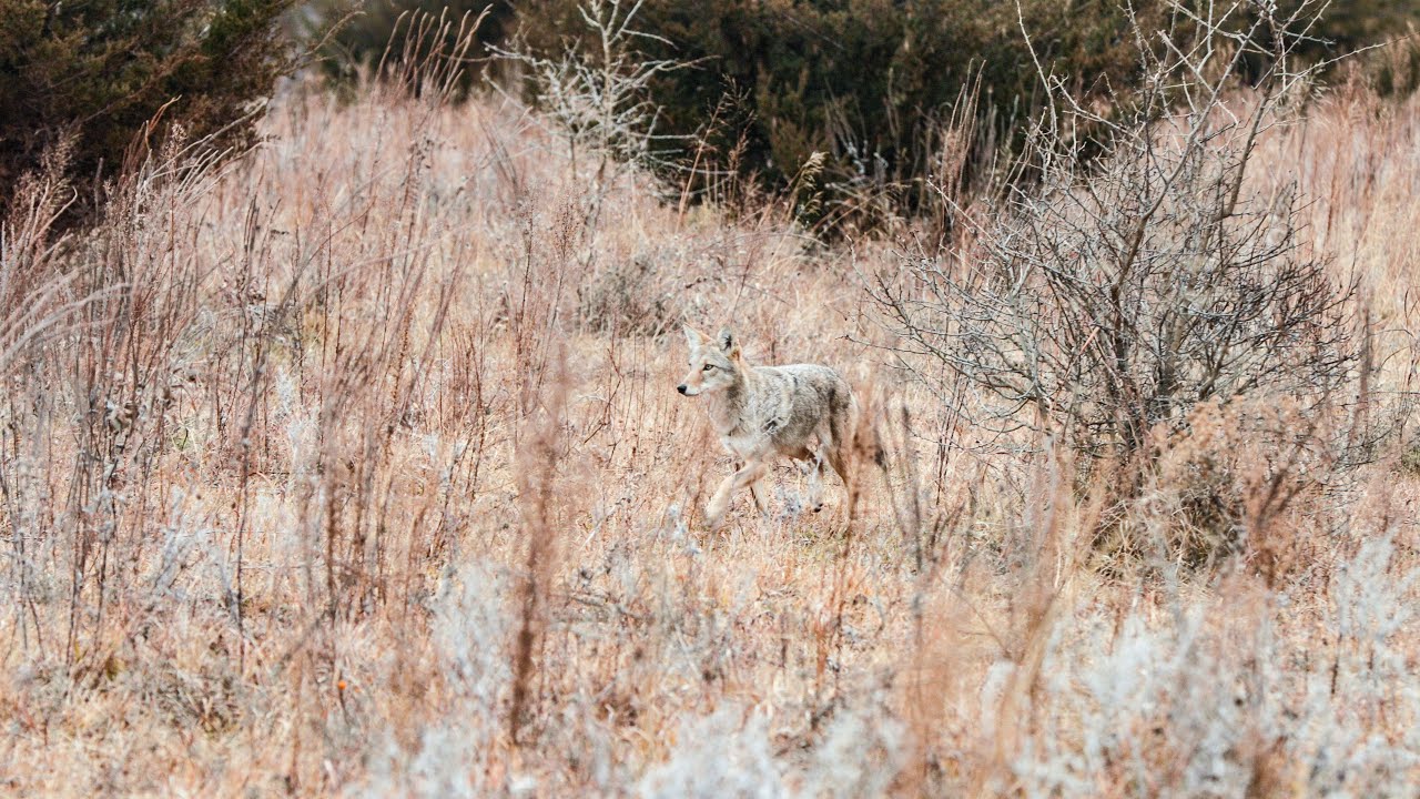 A Solo Triple On Kansas Coyotes | The Last Stand S2:E7 - YouTube