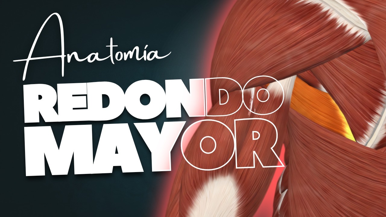 🔥 REDONDO MAYOR origen e inserción | TODA su anatomía en 10 min - YouTube