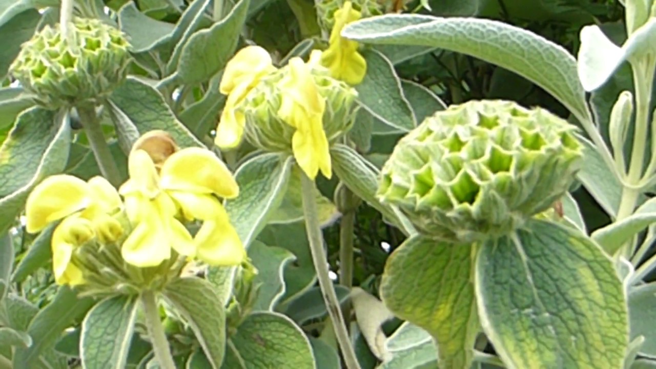 Turkish Sage Plant - Phlomis russeliana - Jerúsalem Salvía - Runnafróði ...