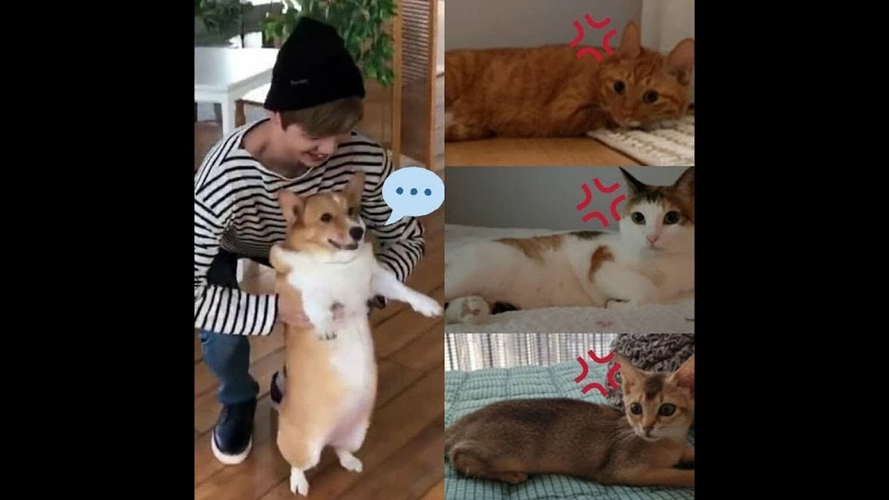 Full video Daniel 강 다니엘 has crazy love for dog and cat - YouTube