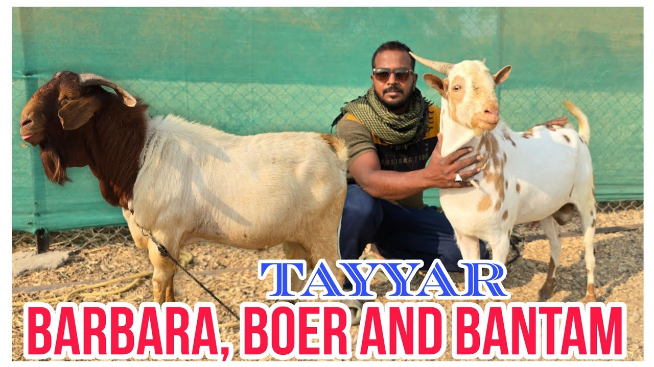 Quality Barbara, Tayyar Boer and Bantam at Aurangabad Maharashtra - YouTube