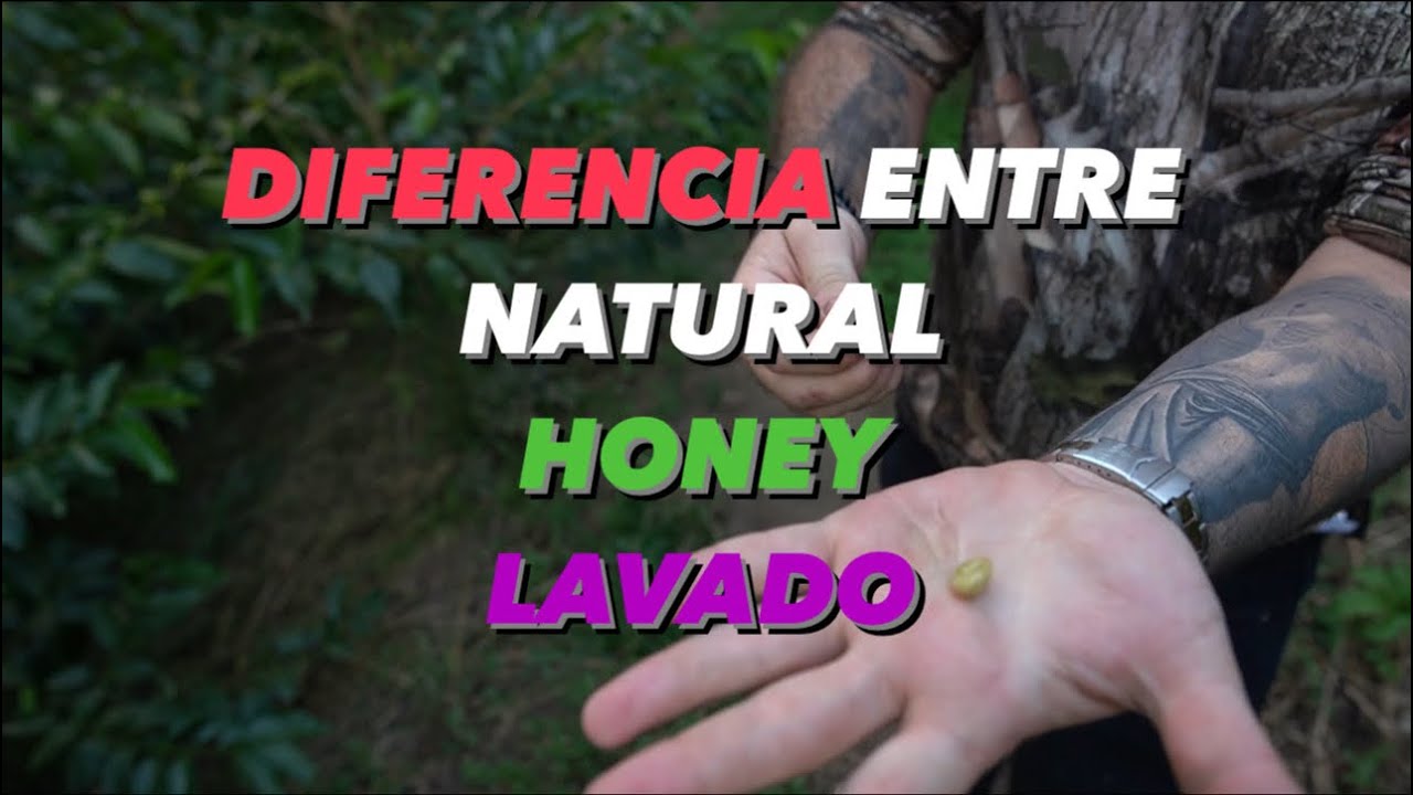 La Diferencia entre Café NATURAL, HONEY Y LAVADO 🍒🔥 - YouTube