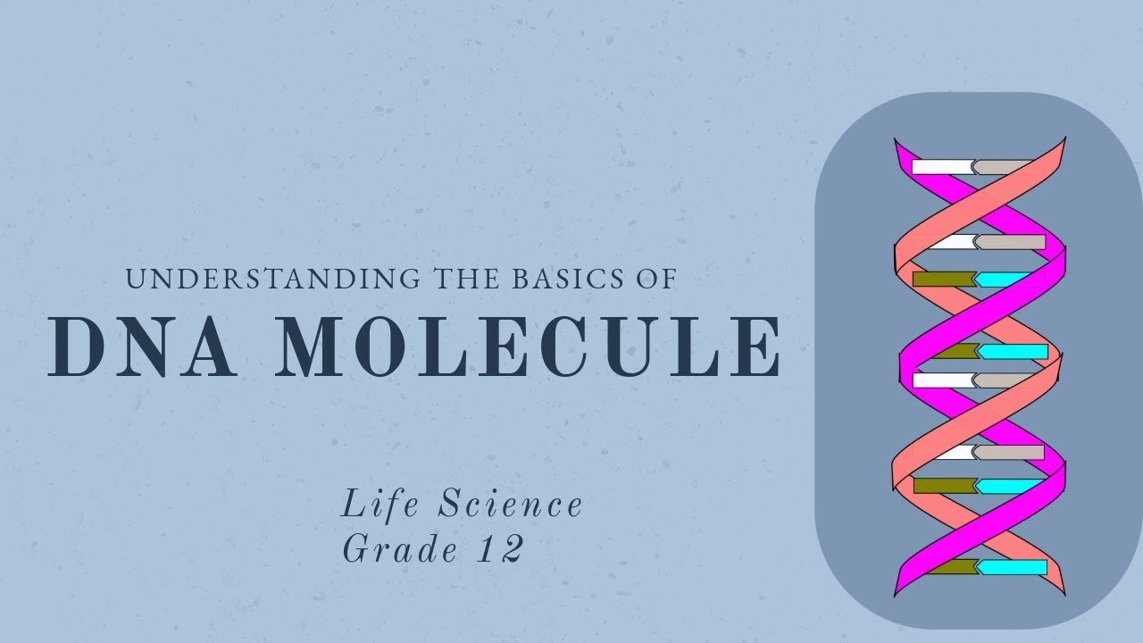 Understanding DNA molecule - YouTube