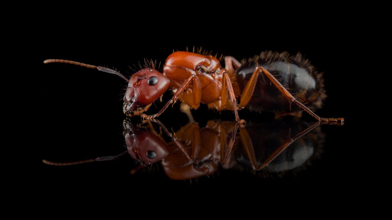 Real City - Formicarium For Ant Colony Camponotus Floridanus | AntOnTop ...
