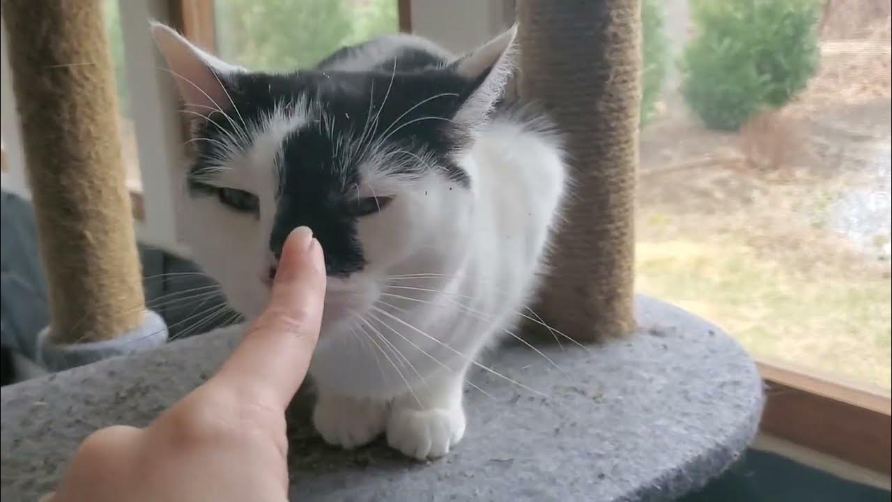 Moo Boy Goes Bonkers For Catnip! - YouTube