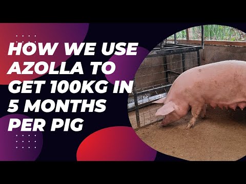 how we achieve 100kg pig weight @ 5 months using #azolla #azollafarming ...