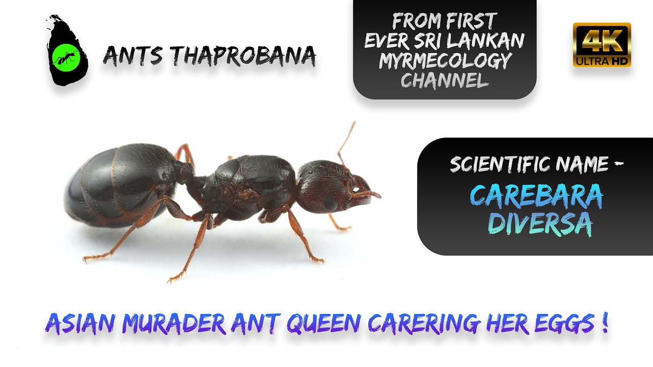 Asian Murader Ant / East Indian Harvesting Ant Queen (Carebara diversa ...
