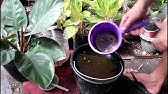 Органические удобрения - YouTube