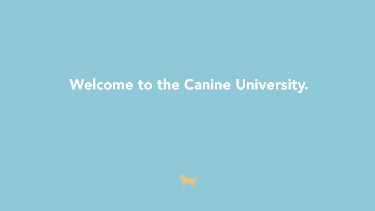 Canine University Intro - YouTube