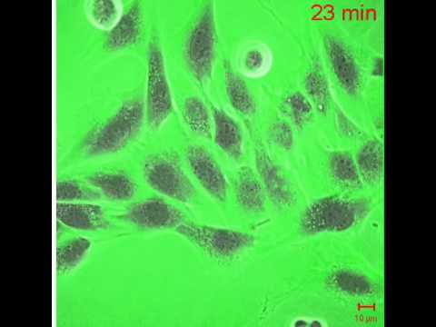 Nucleolar marker for living cells - YouTube
