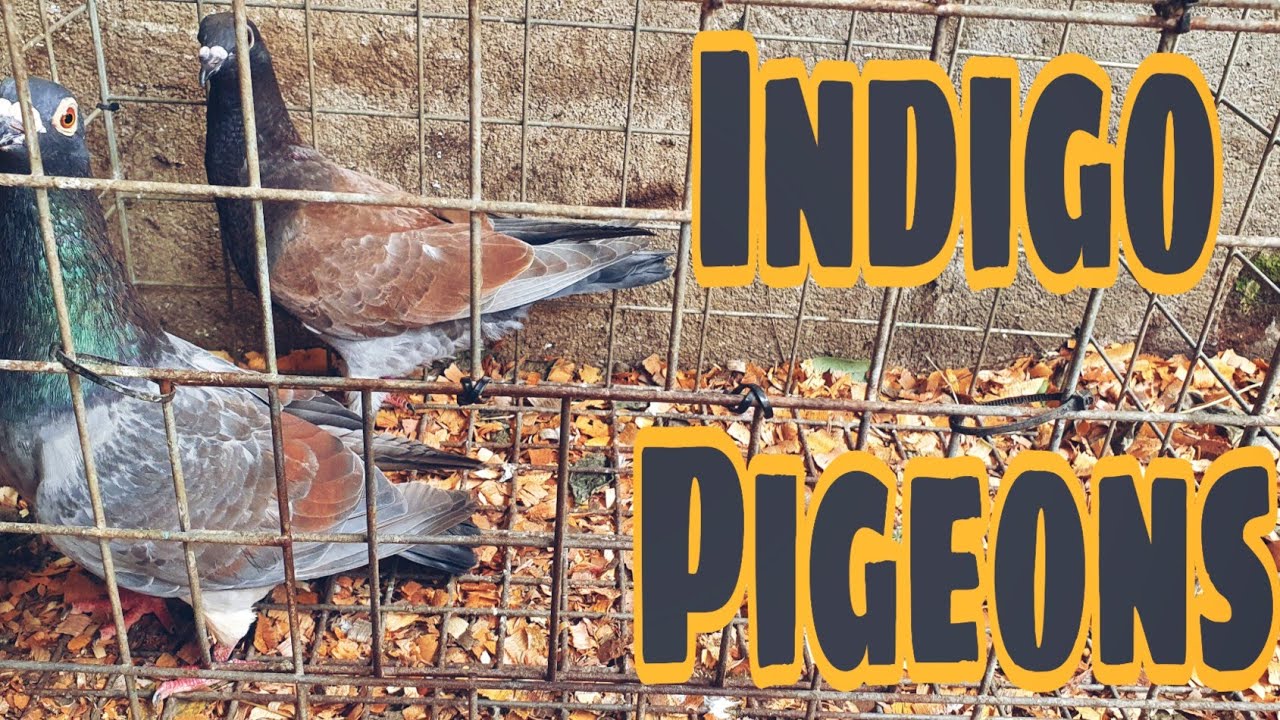 Indigo Pigeons of Terboy Loft | Difference between indigo and red - YouTube