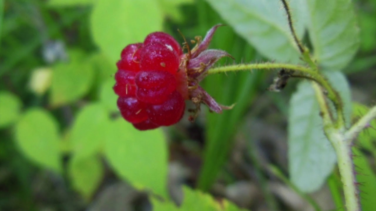Rubus strigosus (Rosaceae) red raspberry - YouTube