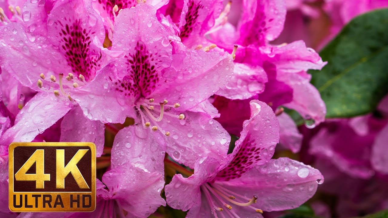 4K Rain on Flowers - Beautiful Scenery | Rain On Leaves Sounds ...