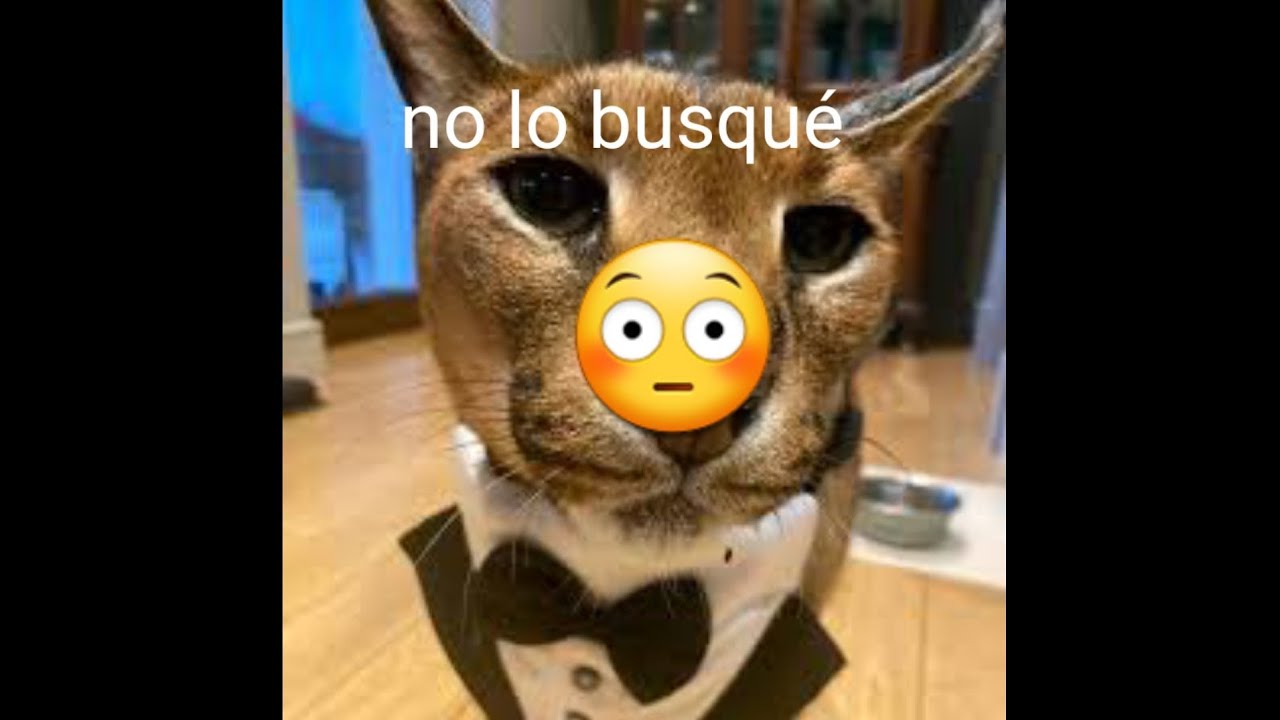 buscando el meme de floppa del doctor sexo - YouTube