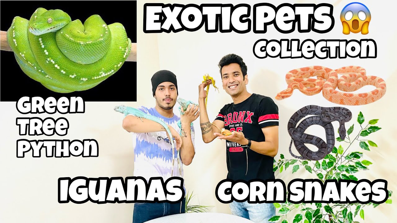 Green Tree Python In India | Corn Snakes | How to care of Python | Blue ...
