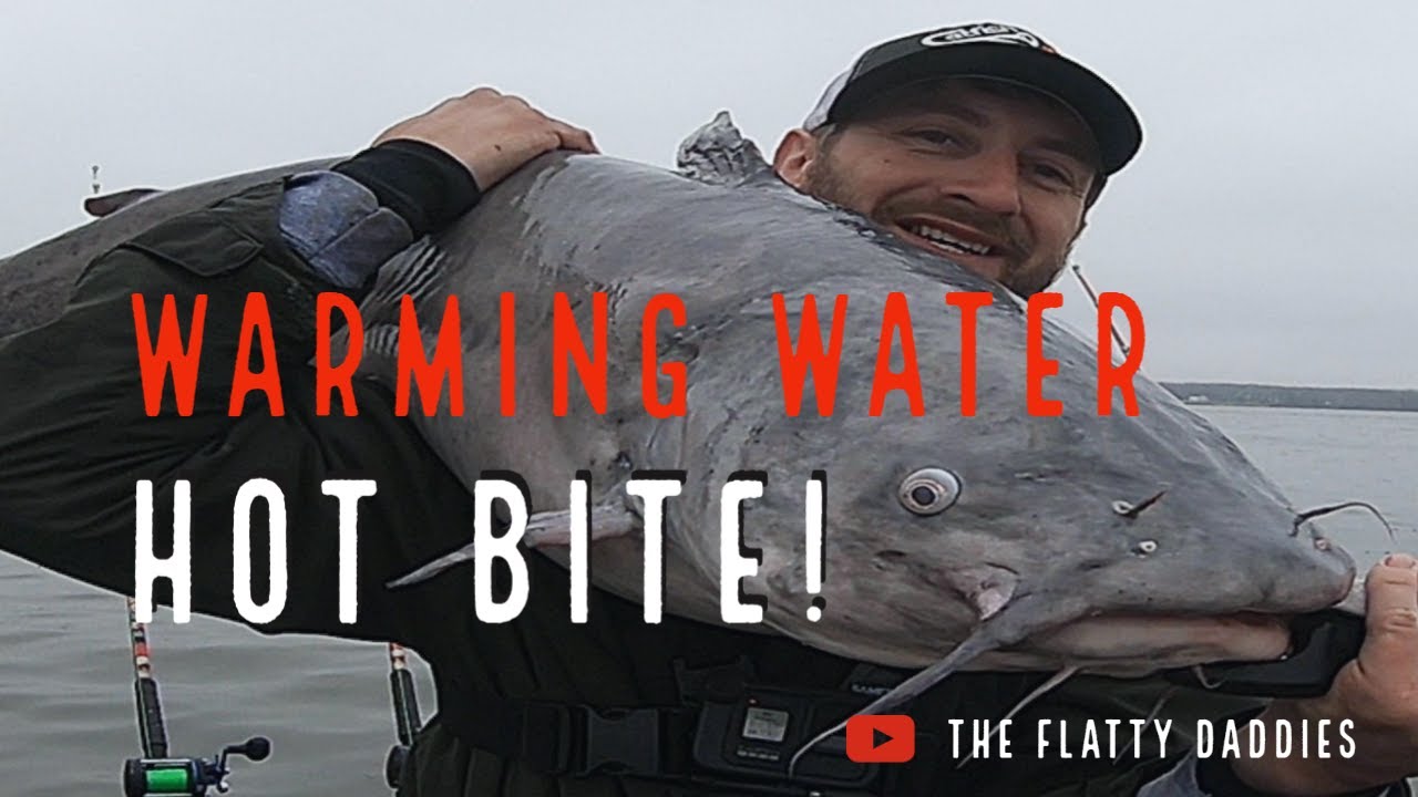 Warming Water Potomac Blue Catfish - YouTube