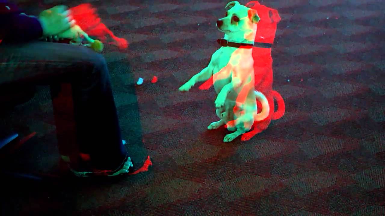 3D Dog Nalu give me five Anaglyph - YouTube