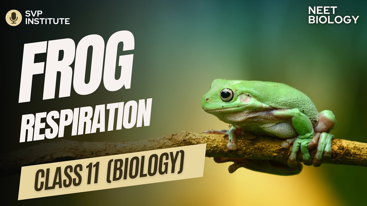 Respiration In Frog | Structural Organisation In Animals Class 11 Ch-7 ...