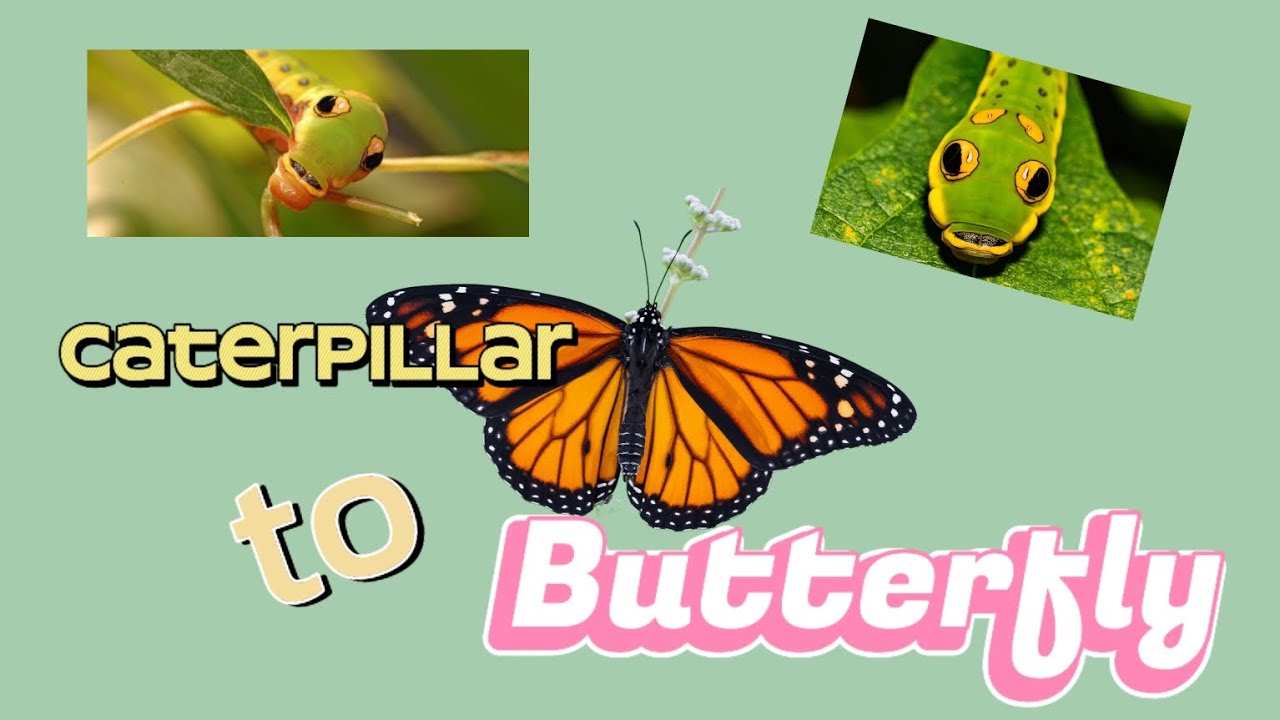 Caterpillar to Butterfly - YouTube