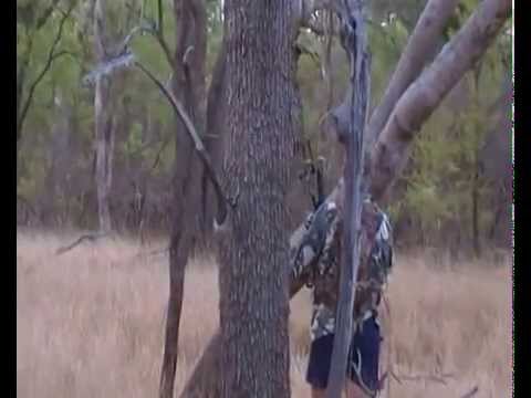 Bow Hunting Northern Territory (Scrub bull with a bow) - YouTube