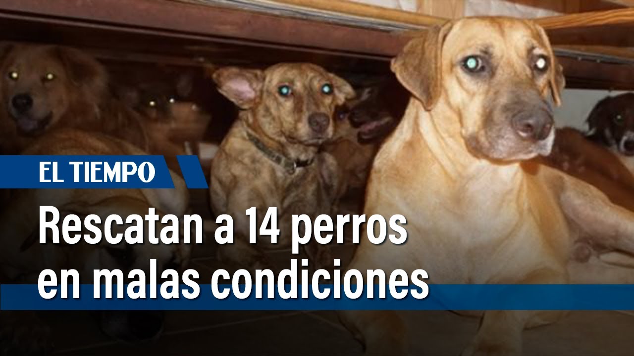 Rescatan a 14 perros en malas condiciones dentro de vivienda | El ...