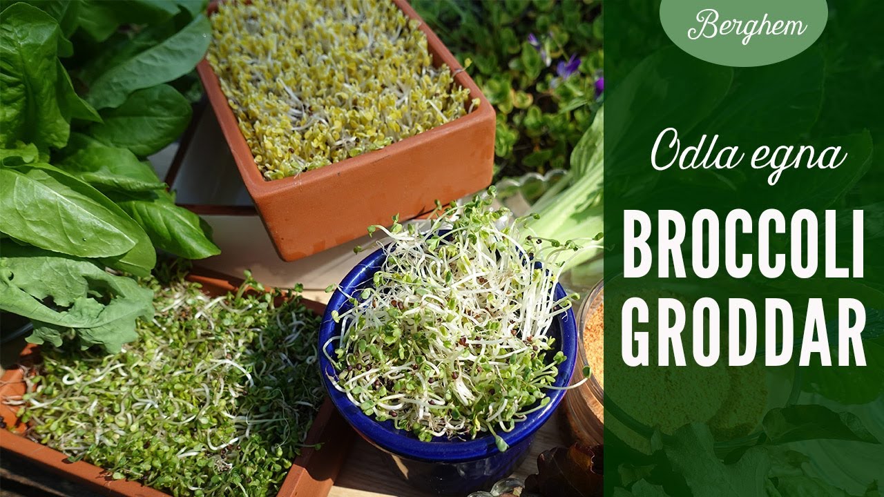Groddar av broccoli - YouTube