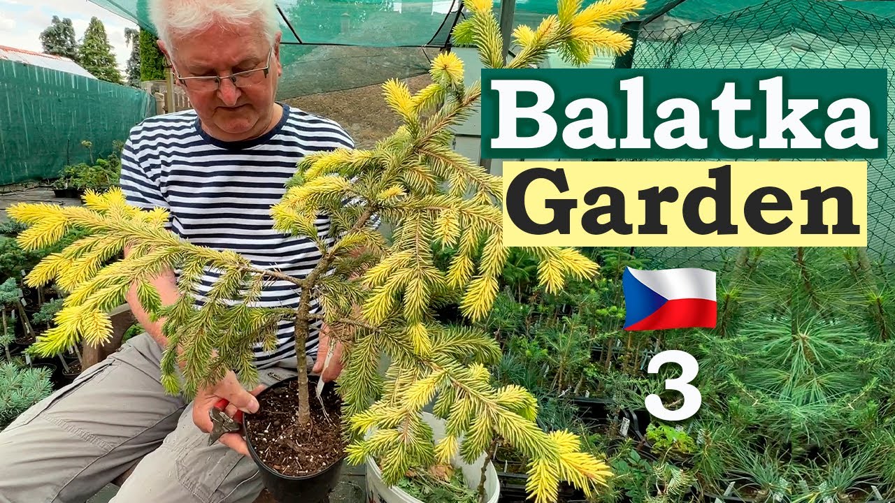 BALATKA GARDEN. Коллекционные растения - YouTube