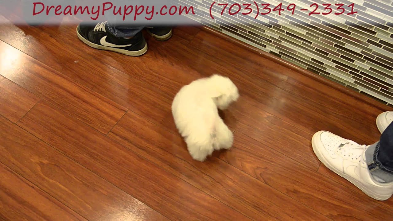 Very Cute Pekechon Female Puppy - YouTube