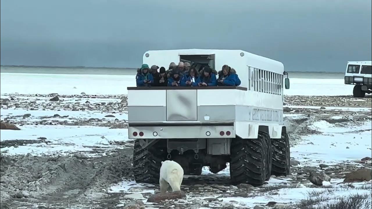 Polar bear comes up to truck - YouTube